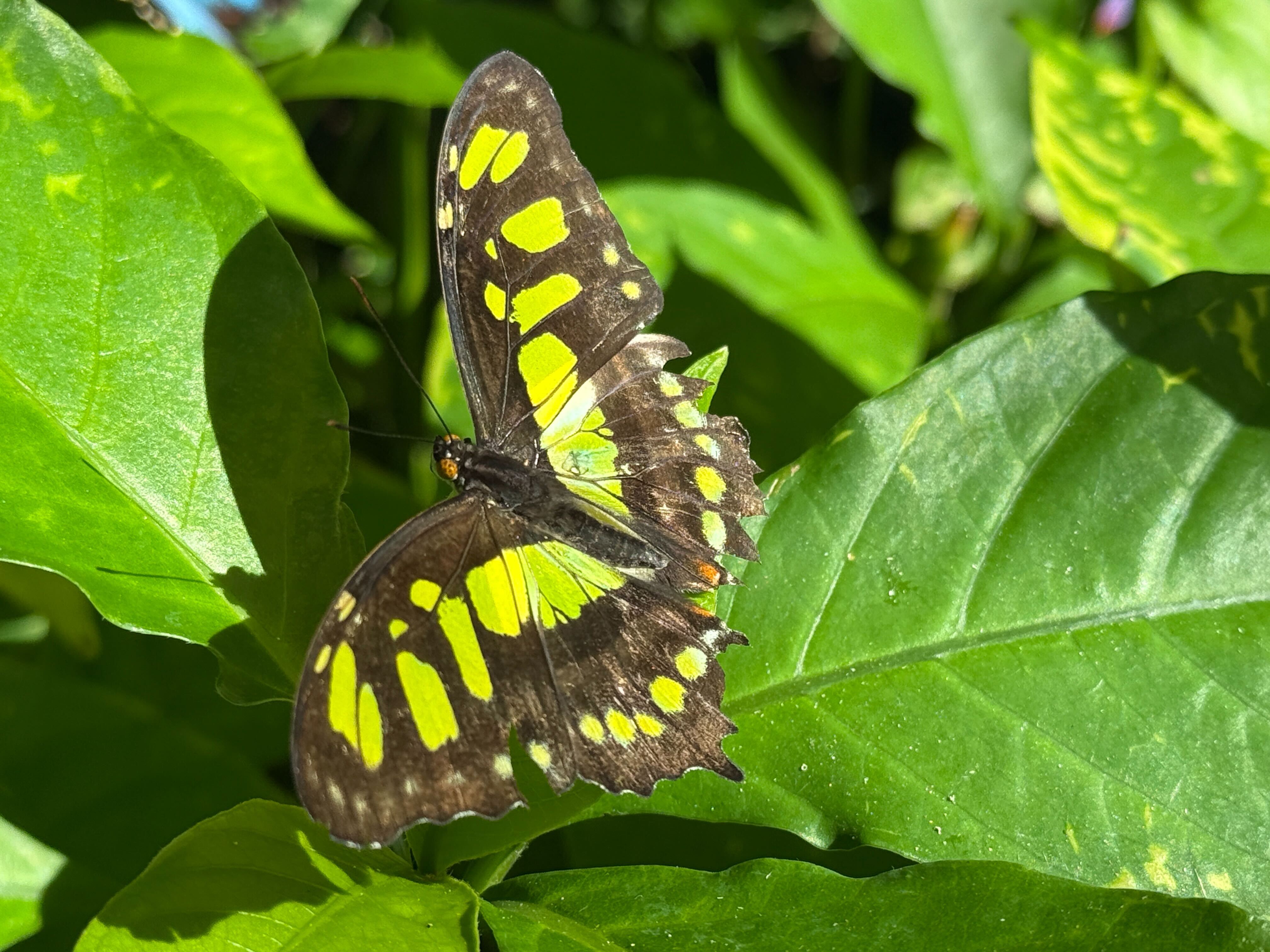 San Diego Zoo Safari Park Butterfly Jungle opens March 21 – NBC 7 San Diego