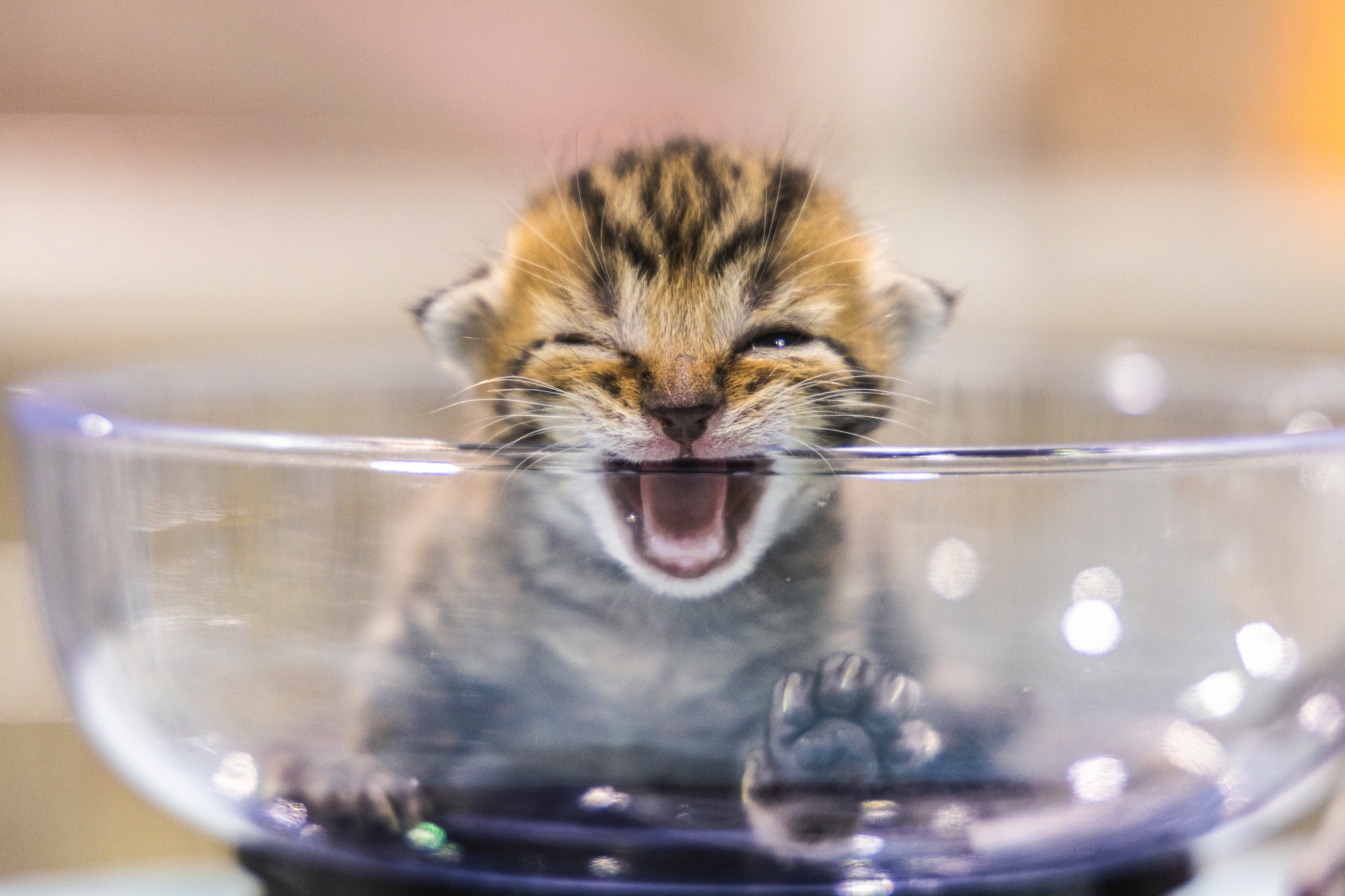 San Diego Humane Society hosts annual virtual kitten shower – NBC 7 San ...