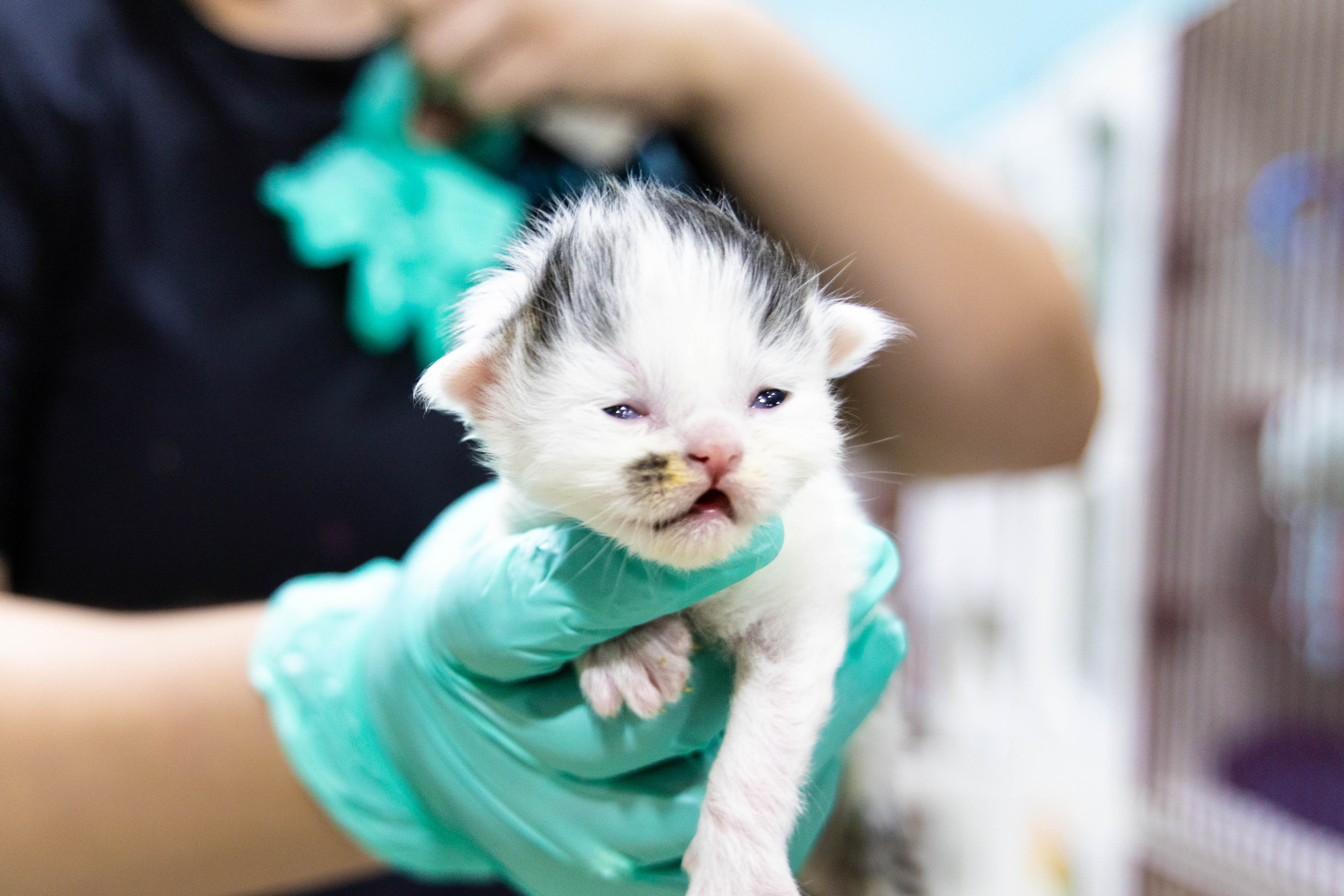 San Diego Humane Society hosts annual virtual kitten shower – NBC 7 San ...