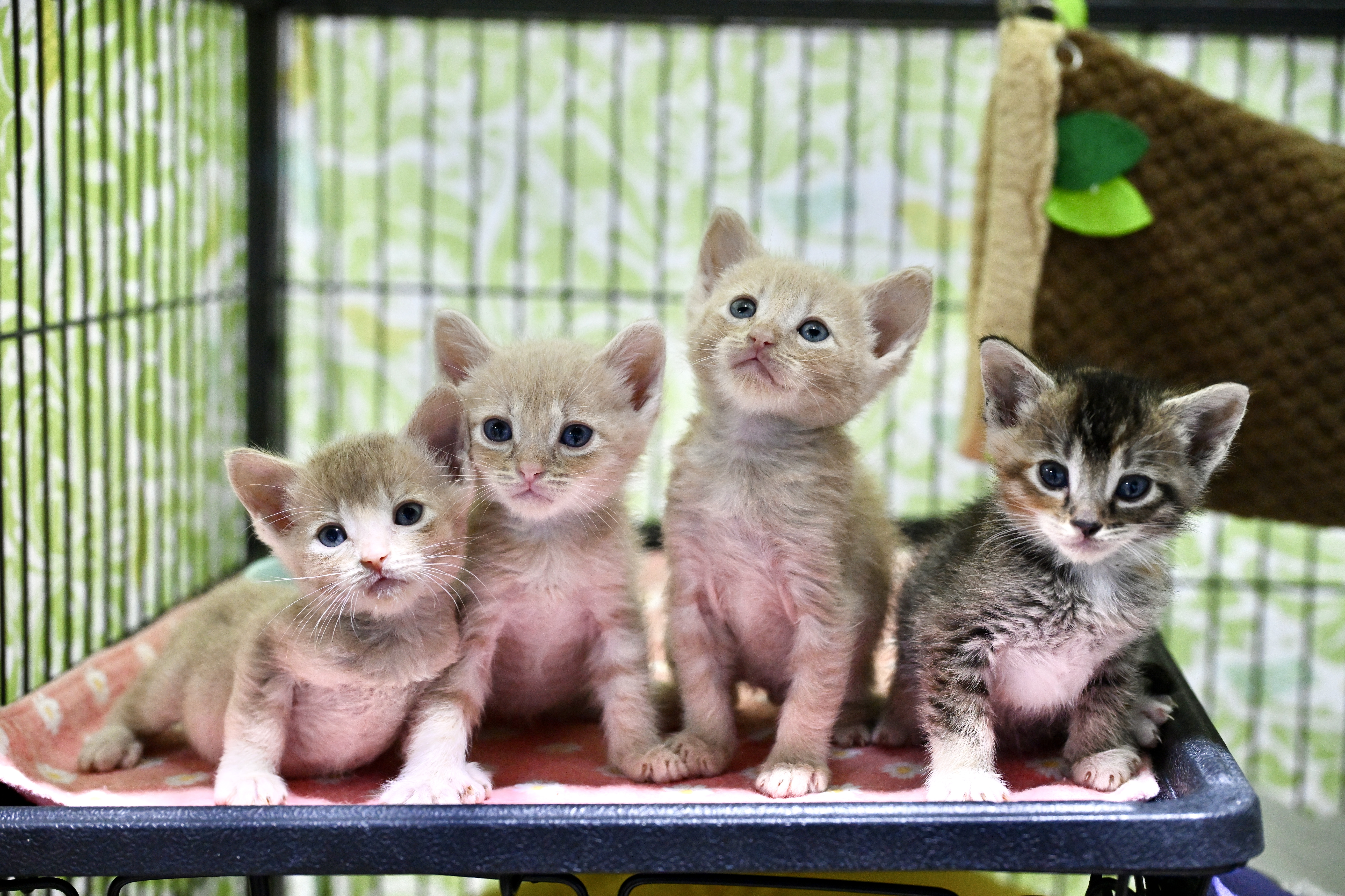 San Diego Humane Society hosts annual virtual kitten shower – NBC 7 San ...