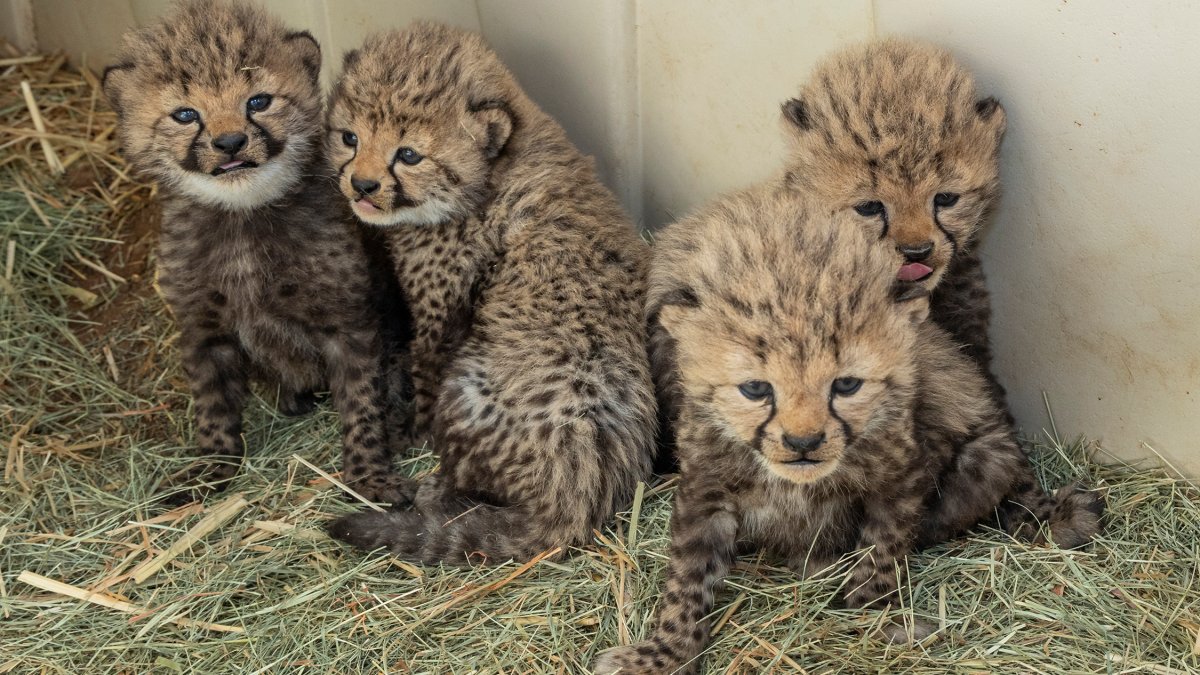 PHOTOS: Cheetah cub litter born at the San Diego Zoo Safari Park – NBC ...