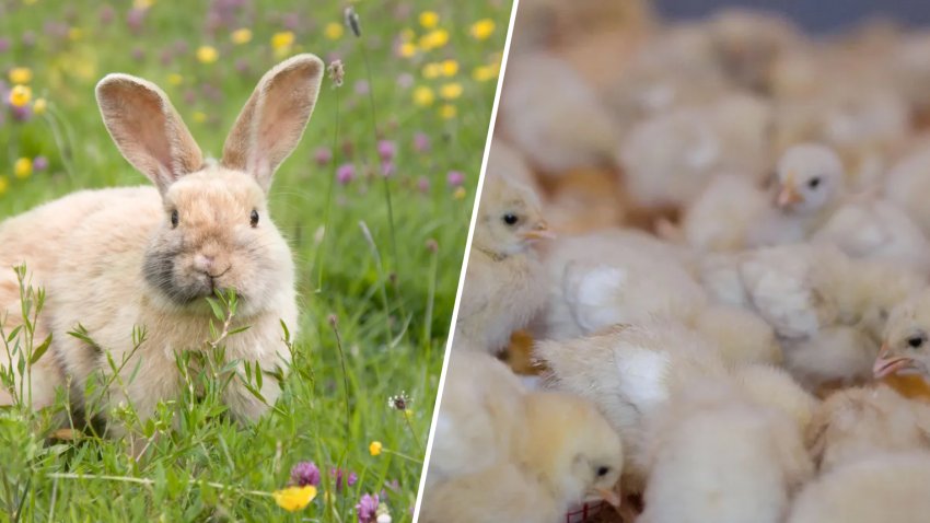 Animal rescue groups warn against buying live animals for Easter – NBC ...