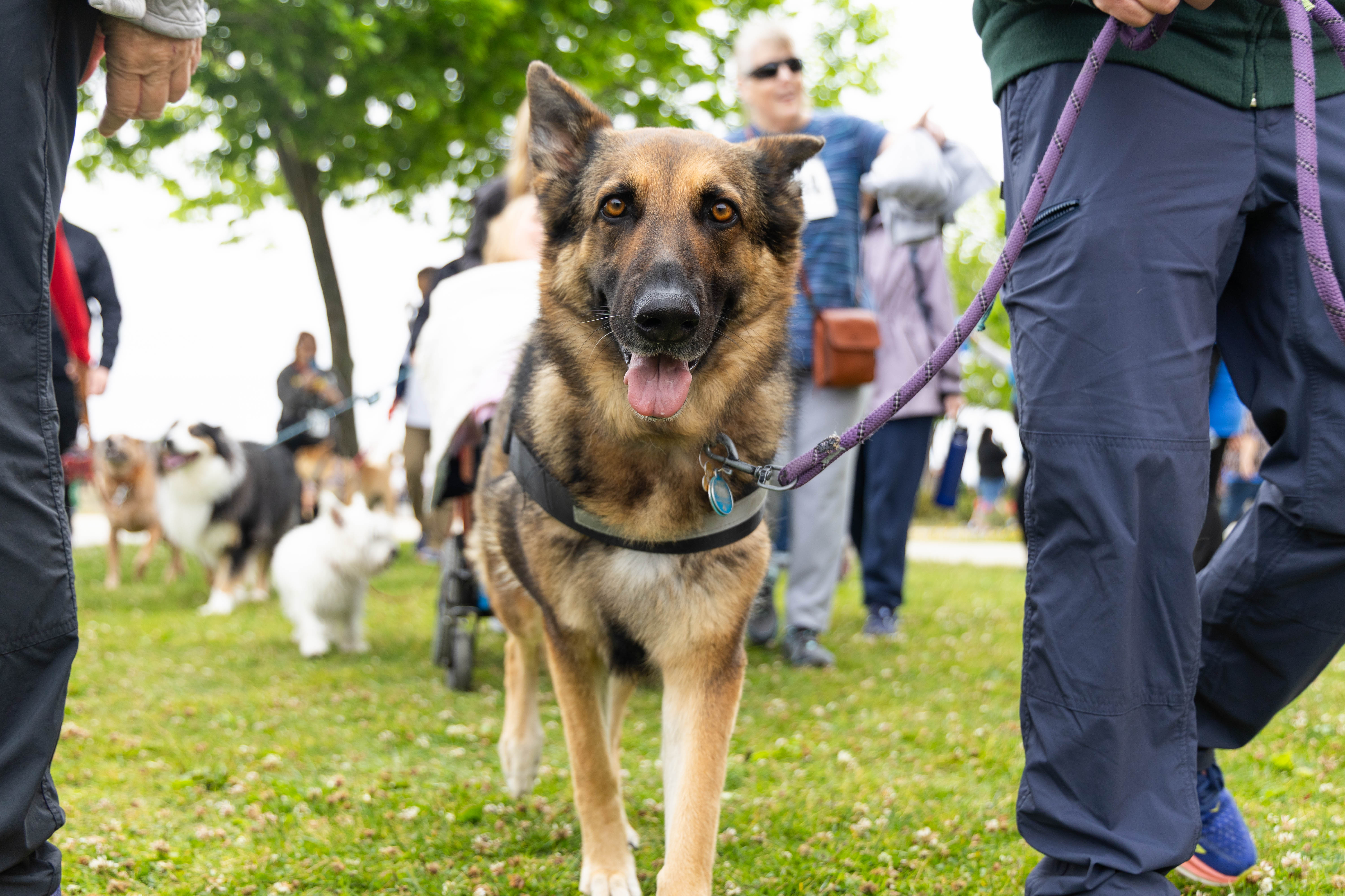 PHOTOS: Walk for Animals 2025 – NBC 7 San Diego