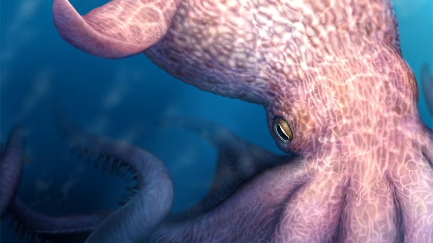 Scientists just discovered a 60-foot long, kraken-like octopus – NBC 7 ...