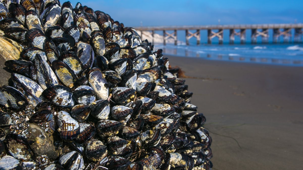 Warning issued for recreationally harvested mussels from California ...