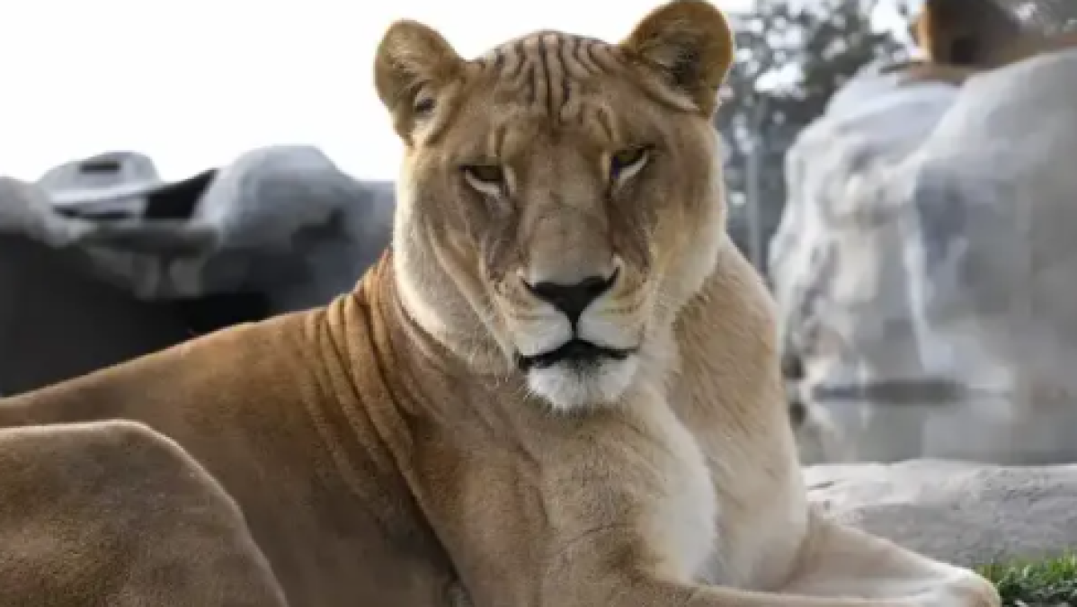 19 years after rescue, beloved lion Jillian dies at Lions Tigers ...