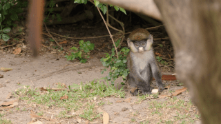 Newborn Schmidt’s red-tailed monkey joins San Diego Zoo – NBC 7 San Diego