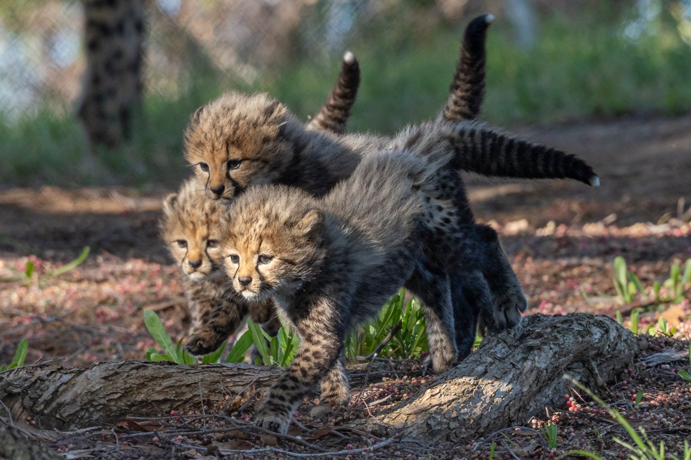 Behold San Diego Zoo Safari Park Names Its 4 Cheetah Cubs NBC 7 San Behold San Diego Zoo Safari Park Names Its 4 Cheetah Cubs NBC 7 San