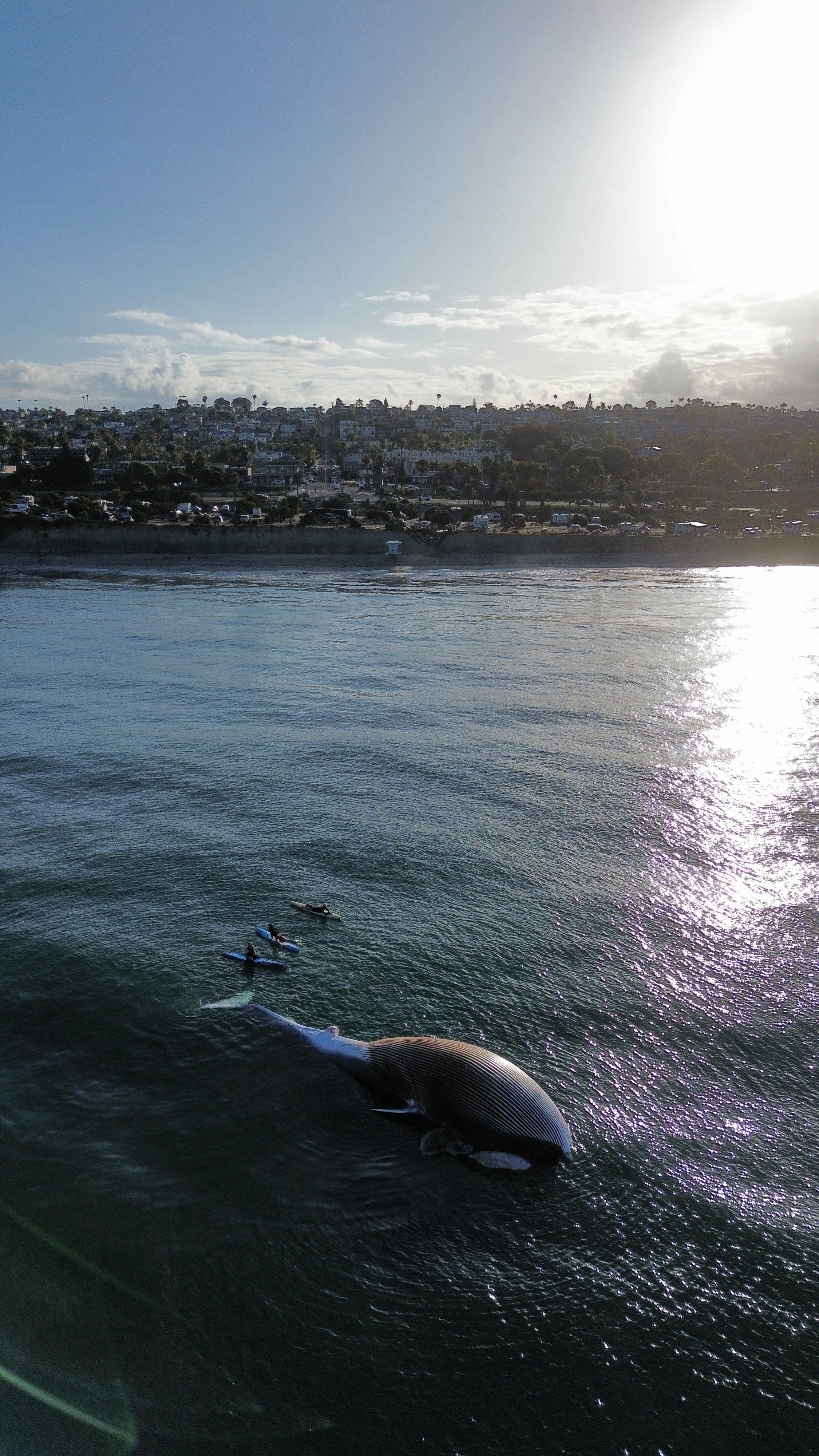 Shark follows dead whale as it’s towed to sea in Encinitas – NBC 7 San ...
