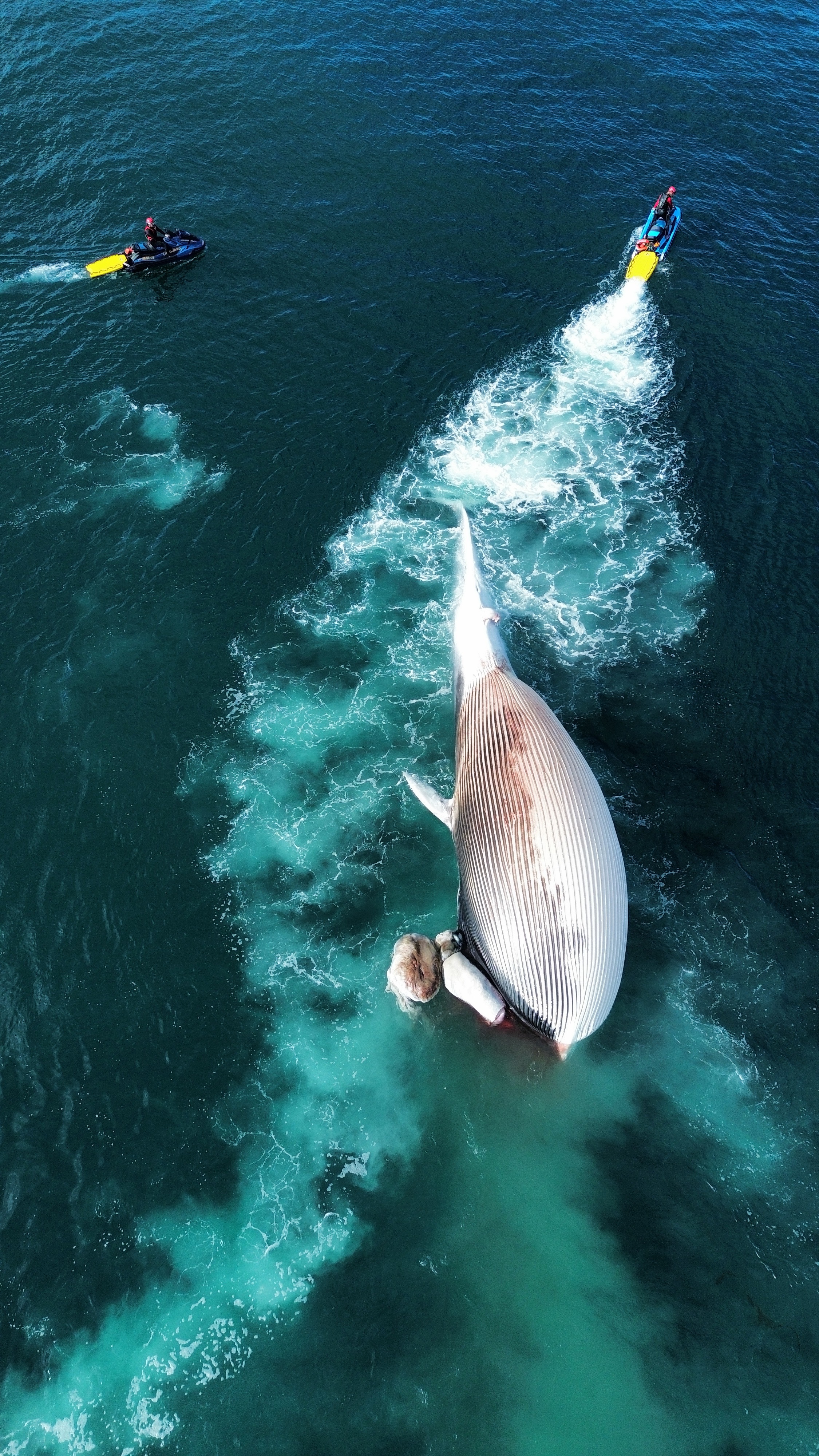 Shark follows dead whale as it’s towed to sea in Encinitas – NBC 7 San ...
