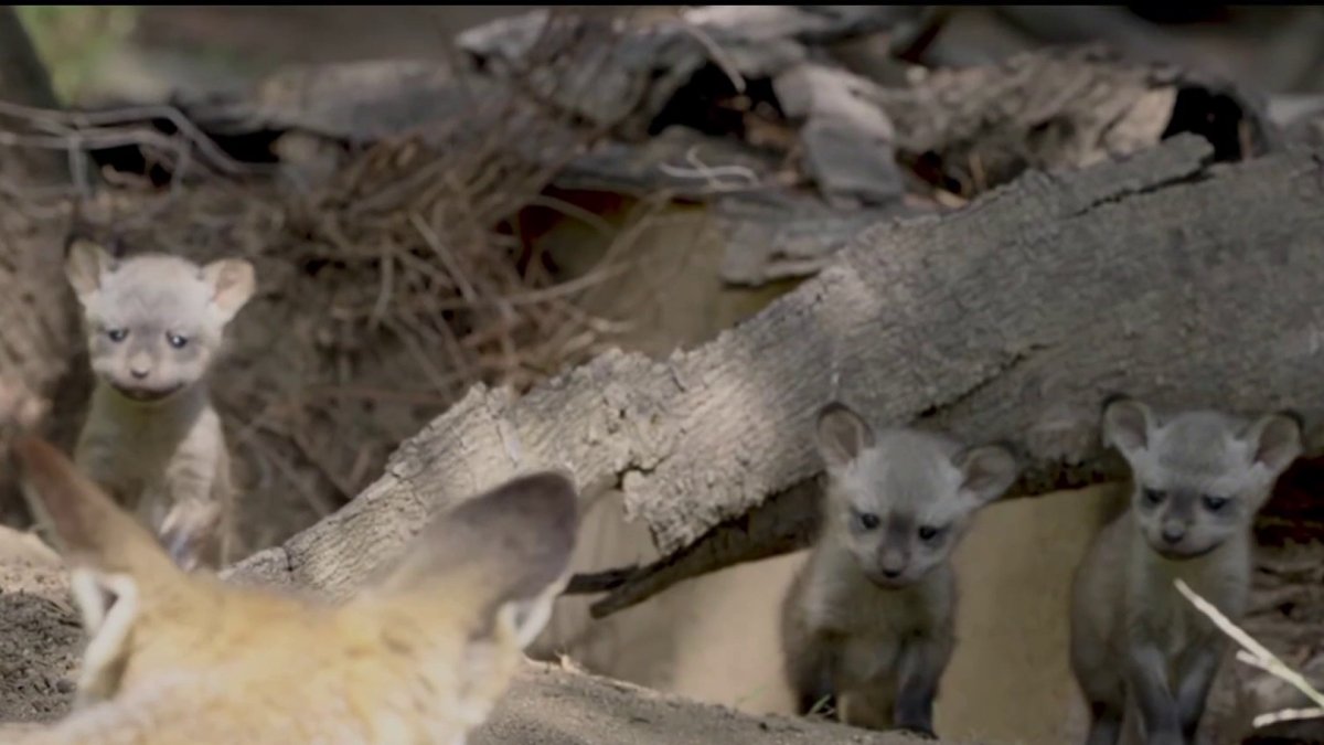 Three bat-eared fox kits born at San Diego Zoo Safari Park – NBC 7 San ...