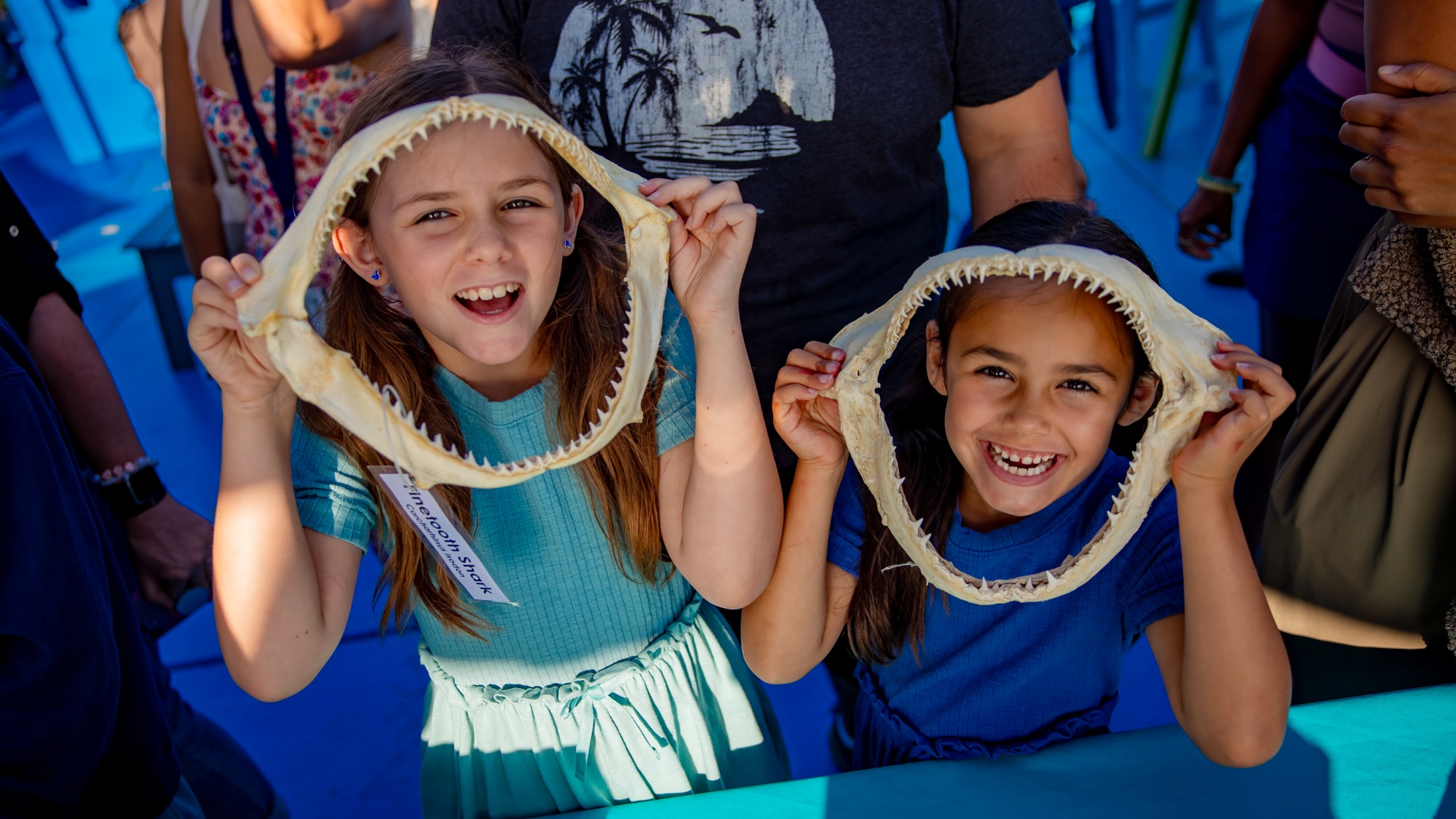Shark-themed summer activities gill, er, will surface at Birch Aquarium ...