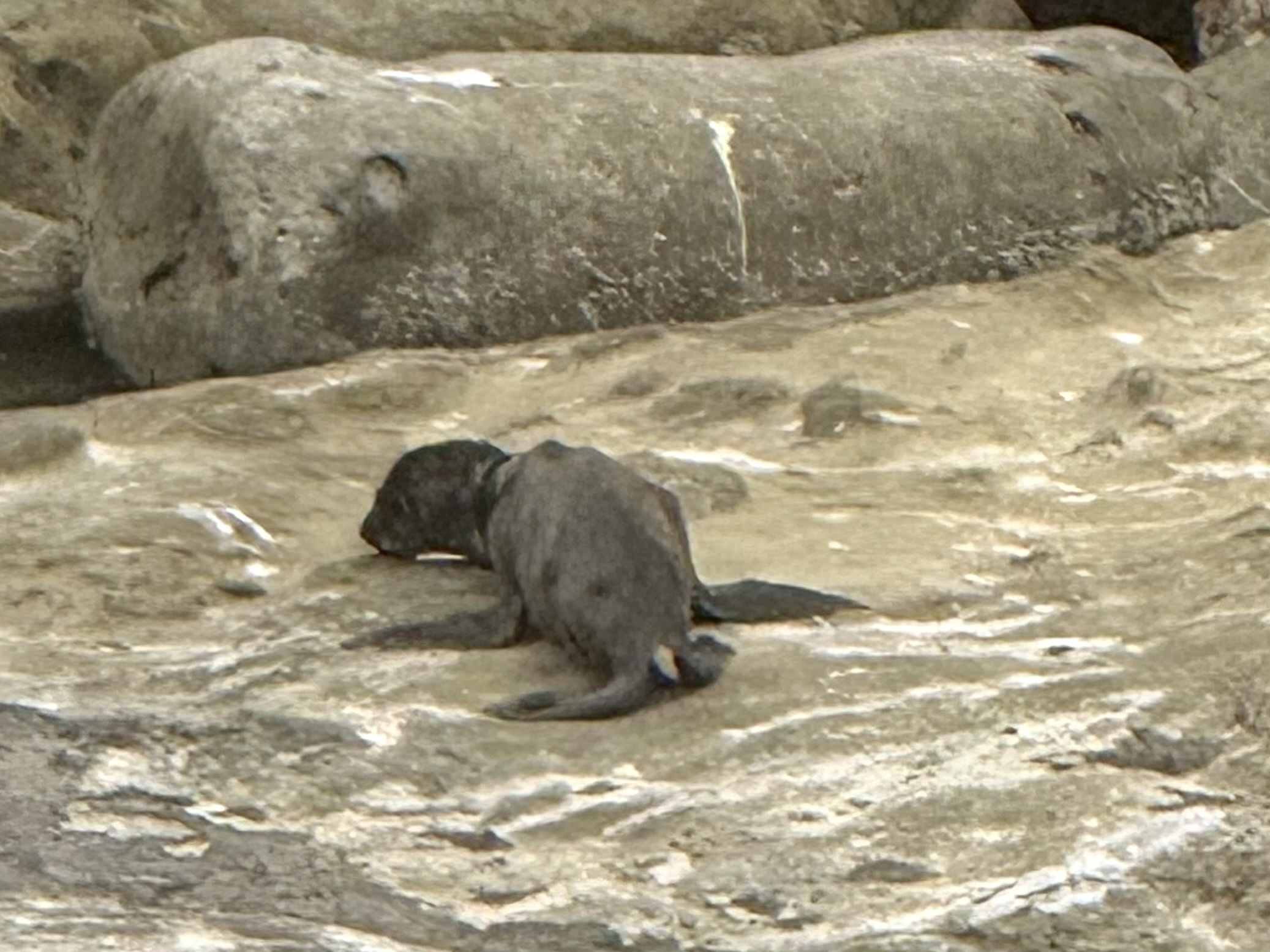 New warning signs posted at La Jolla Cove for sea lion pupping season ...