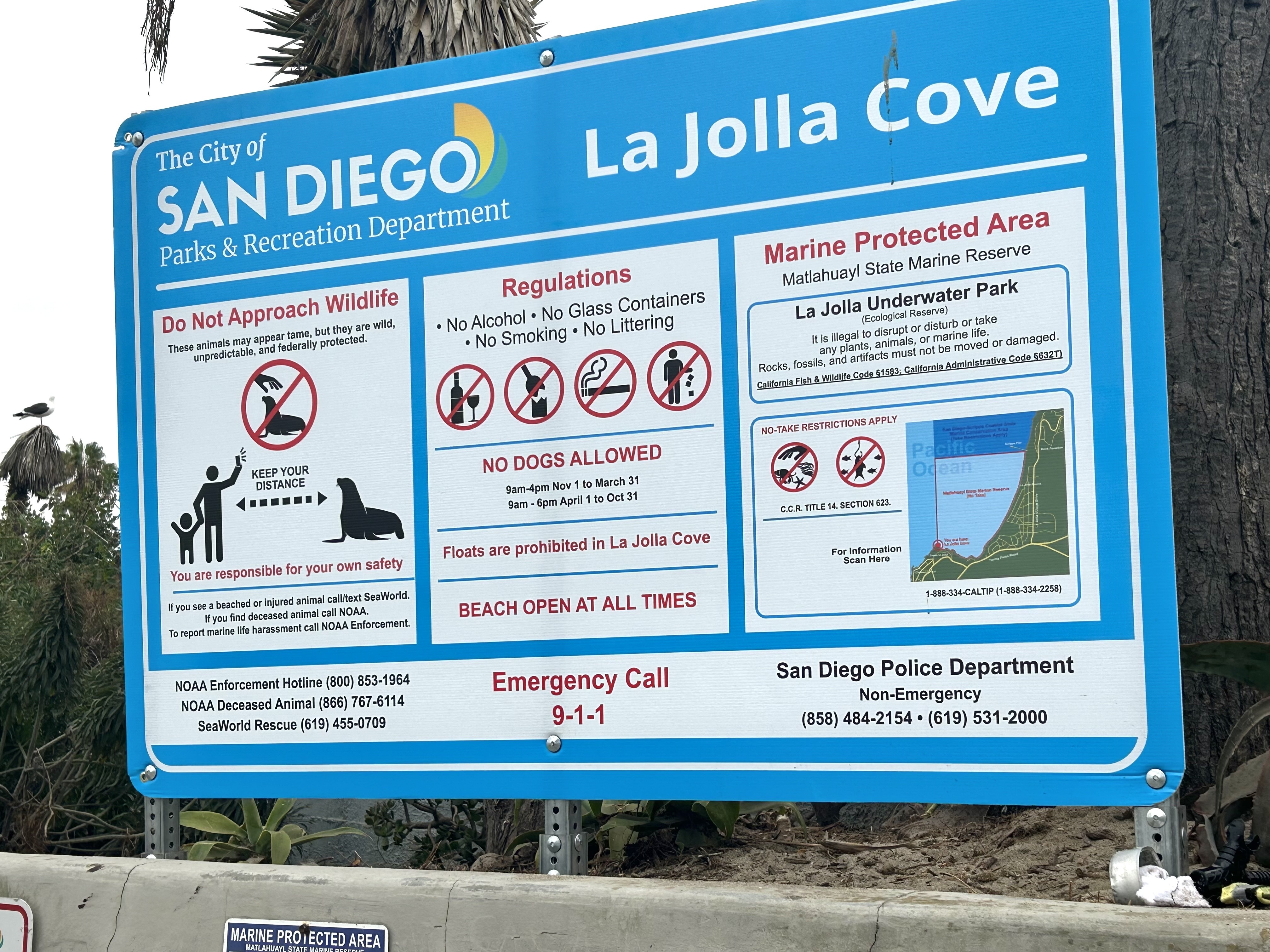 New warning signs posted at La Jolla Cove for sea lion pupping season ...