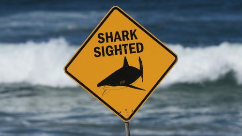 Woman mauled by shark in Sydney grabs onto lifeguard’s paddleboard ...