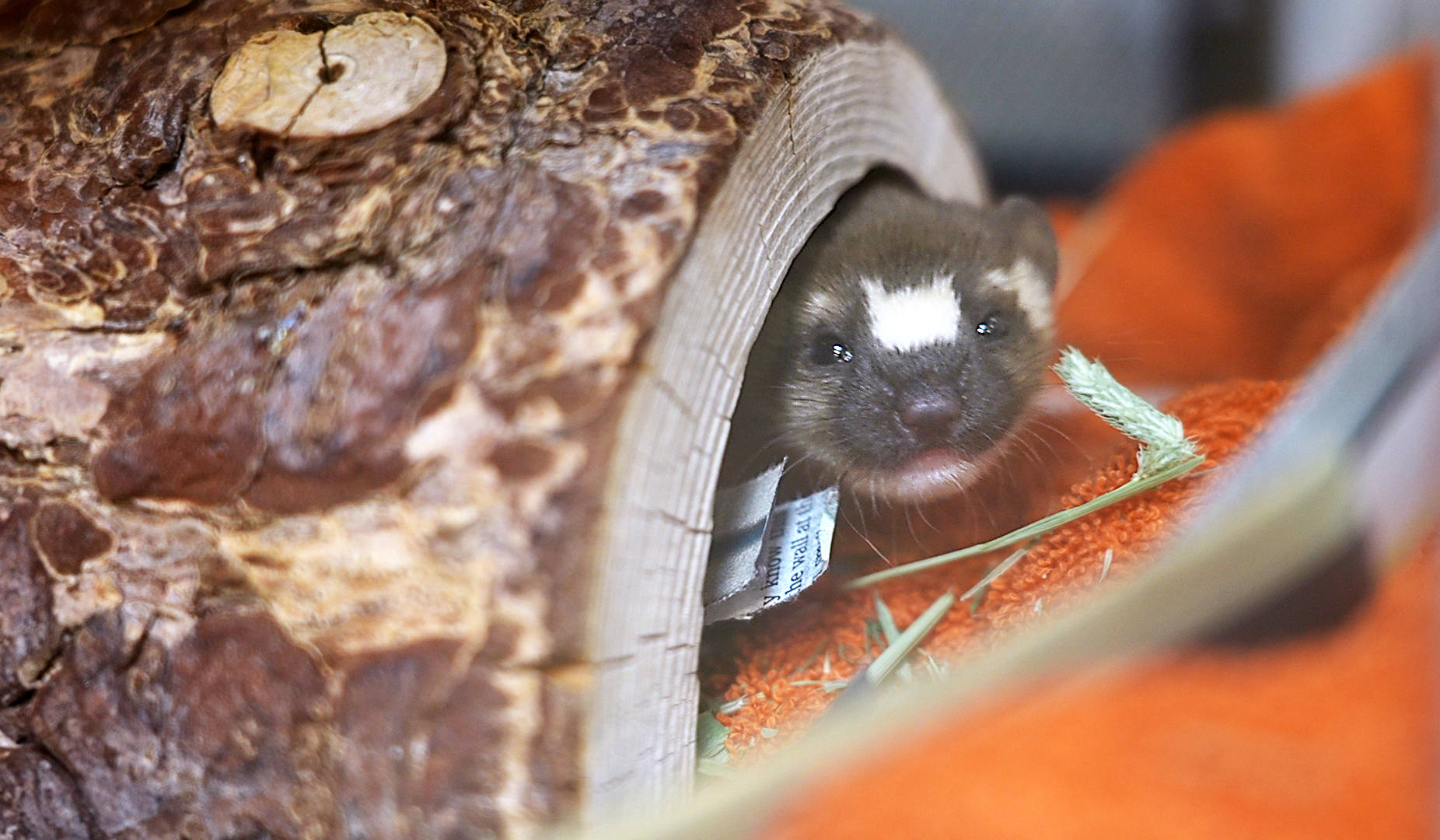 First long-tailed weasel admitted to San Diego Humane Society returned ...